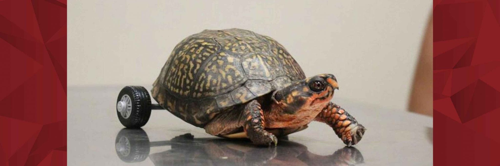 A turtle lives his second life after vets build him a special ...